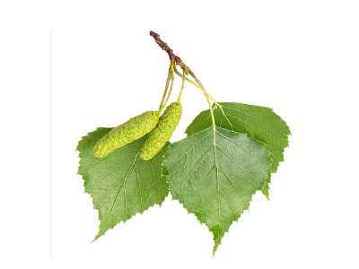 Breza previsnutá - Carpathia Herbarium